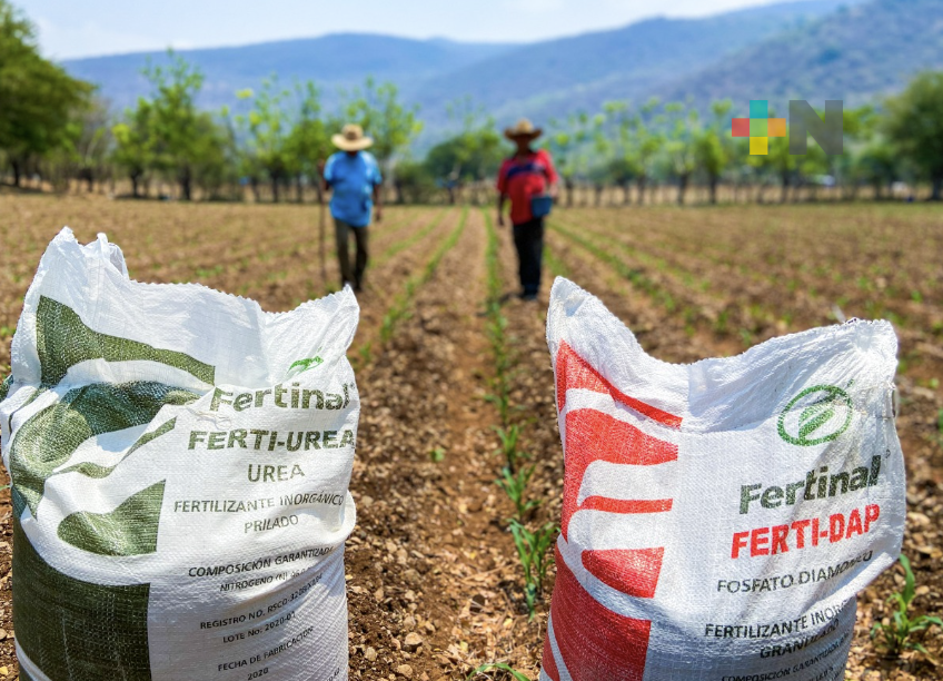 Fertilizante Gratuito Incrementa La Producción De Cultivos Básicos En